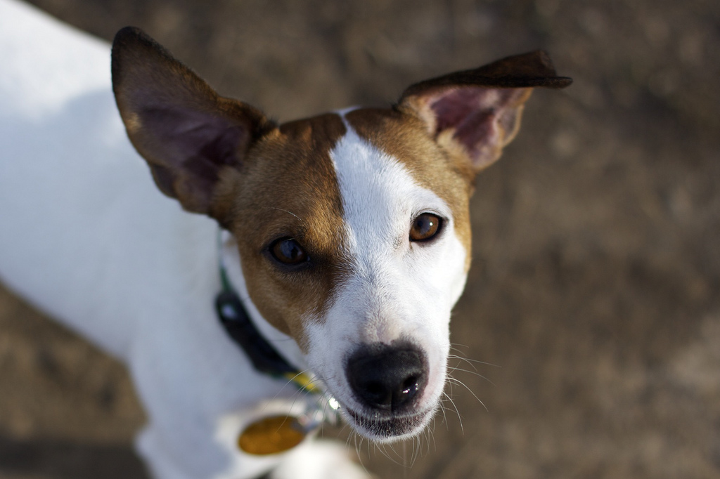 Foster - Jack Russell Terrier Rescue Ontario
