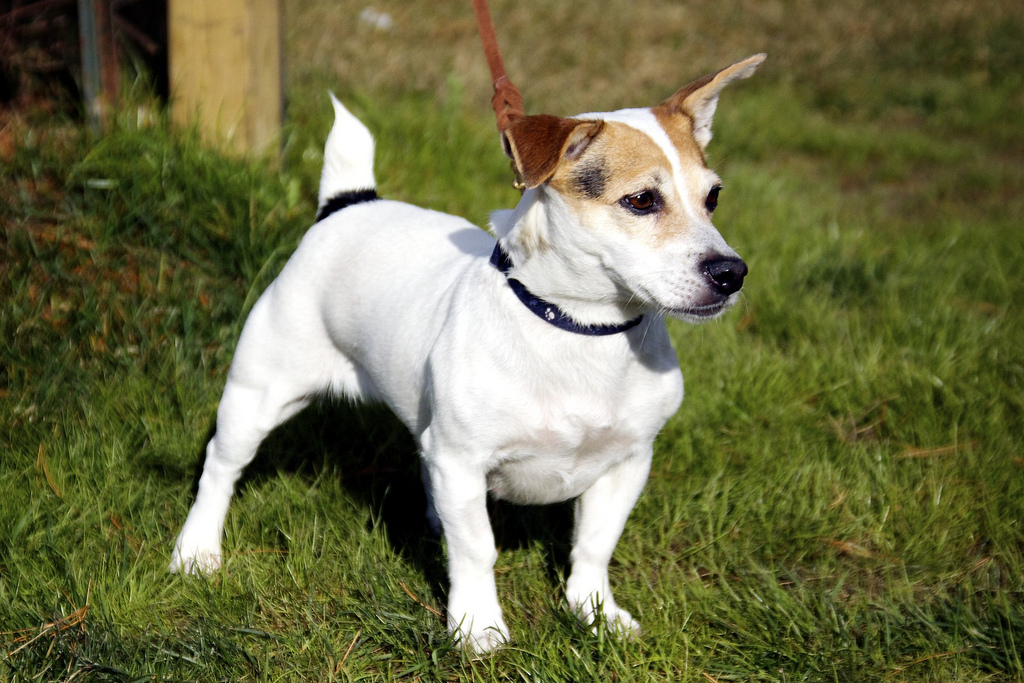 Causes Grid - Jack Russell Terrier Rescue Ontario