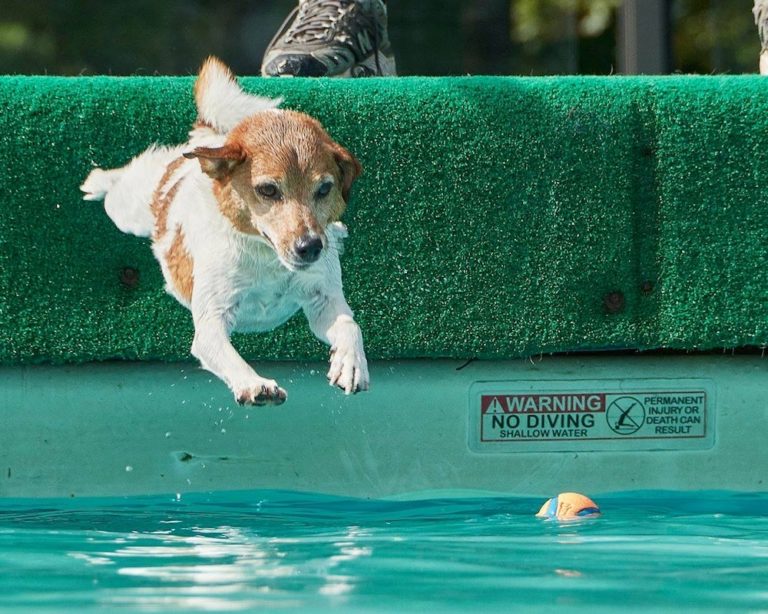 Adoption - Jack Russell Terrier Rescue Ontario