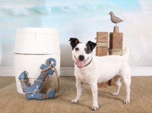 Adoption - Jack Russell Terrier Rescue Ontario