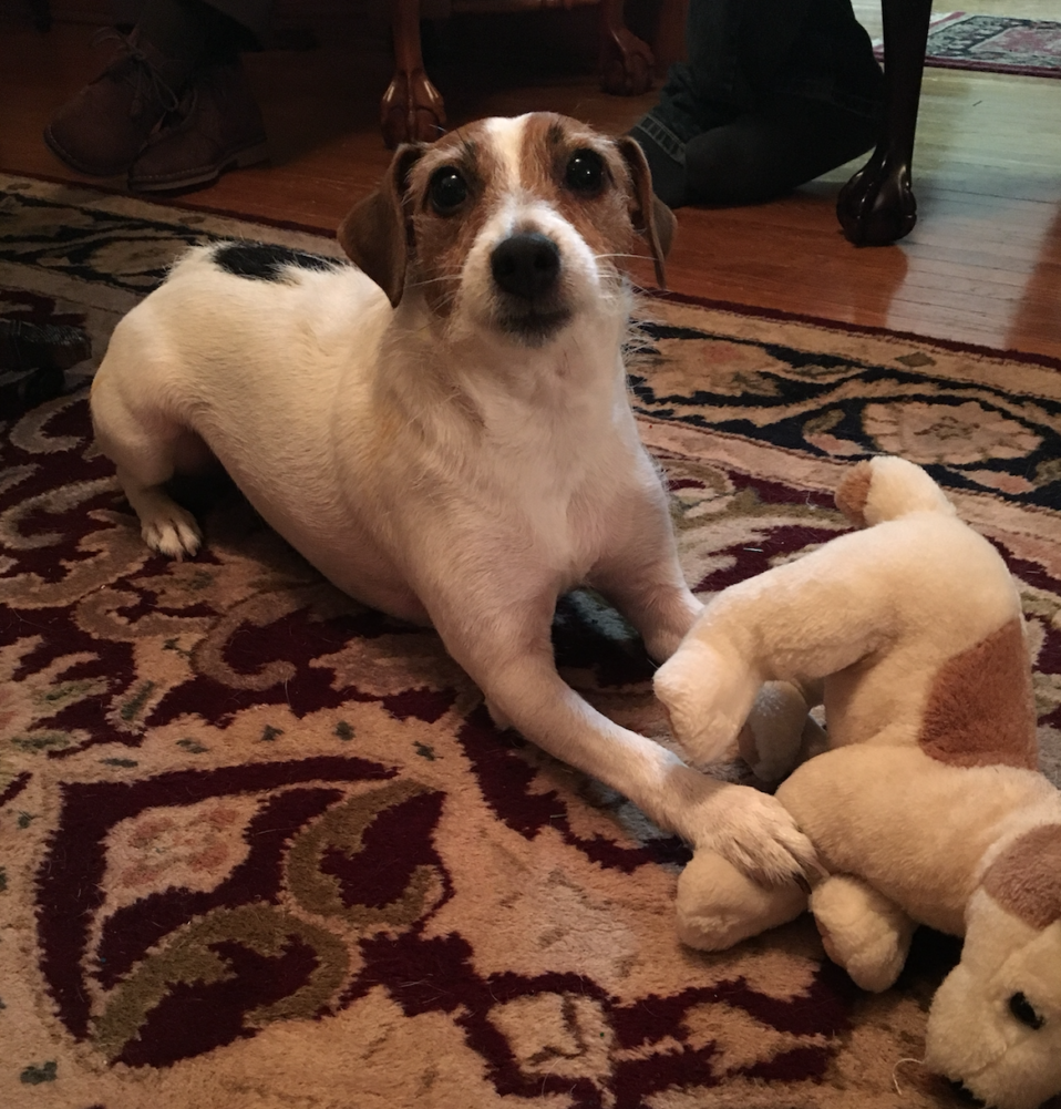 Adoption - Jack Russell Terrier Rescue Ontario