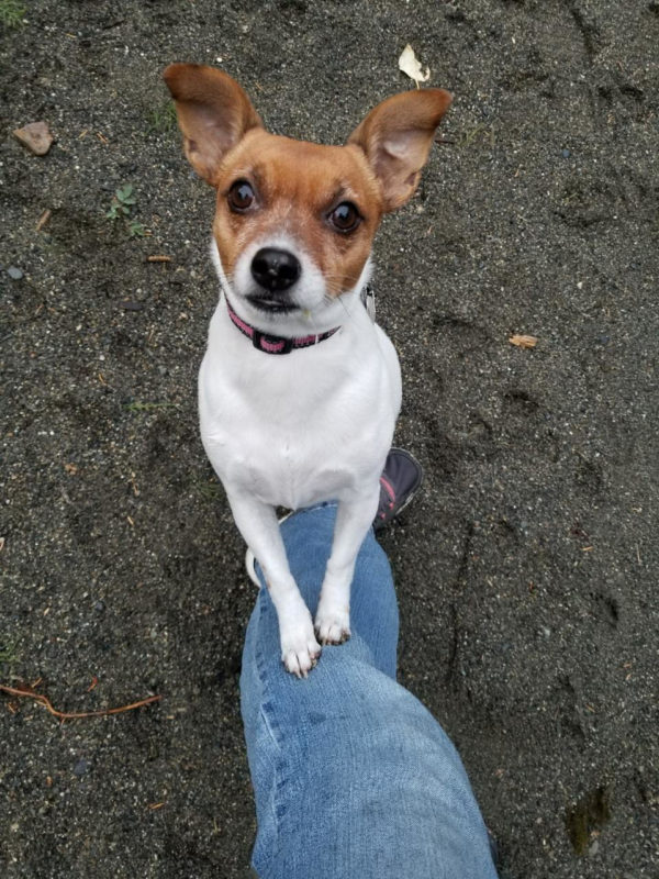 Adoption - Jack Russell Terrier Rescue Ontario