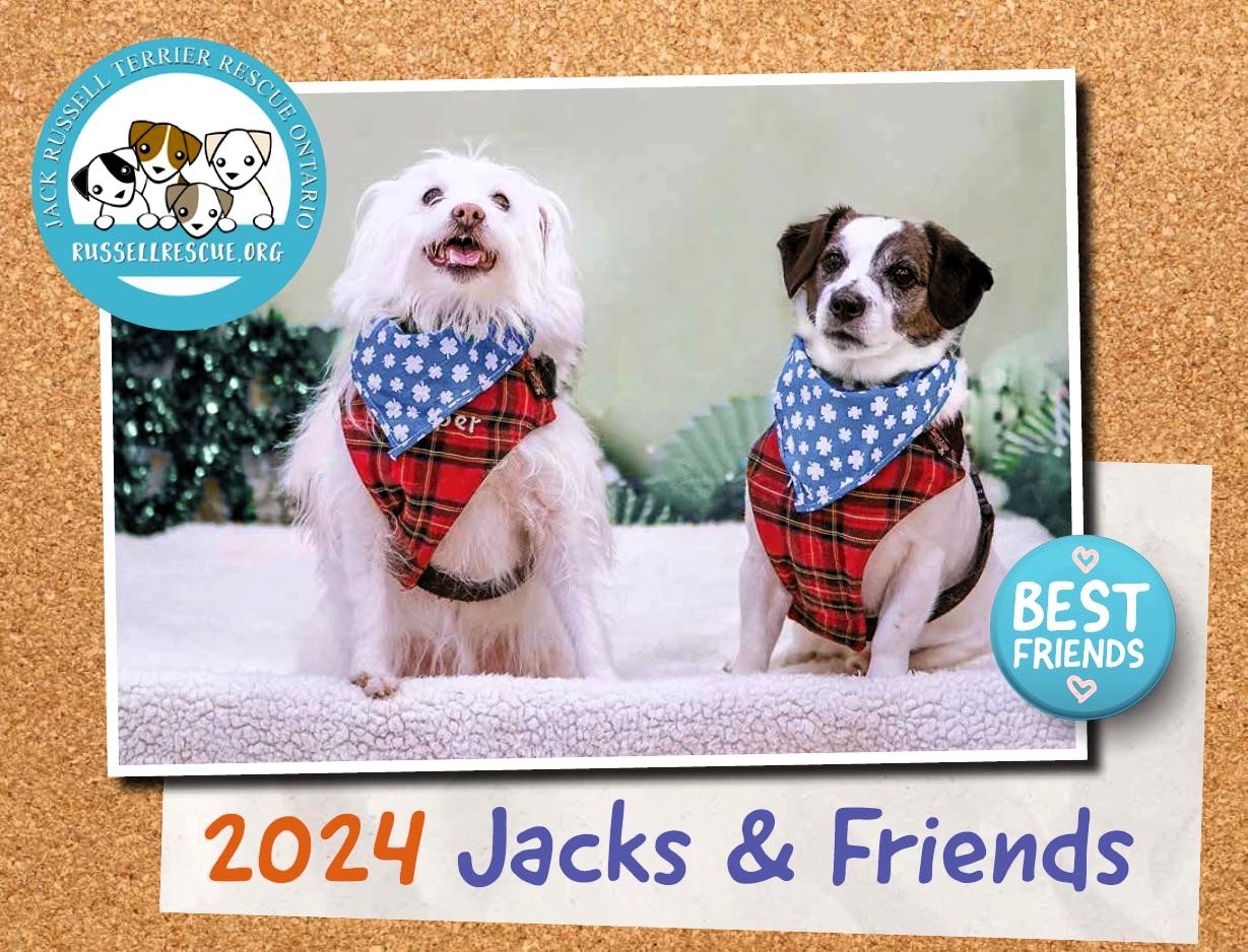 Home - Jack Russell Terrier Rescue Ontario