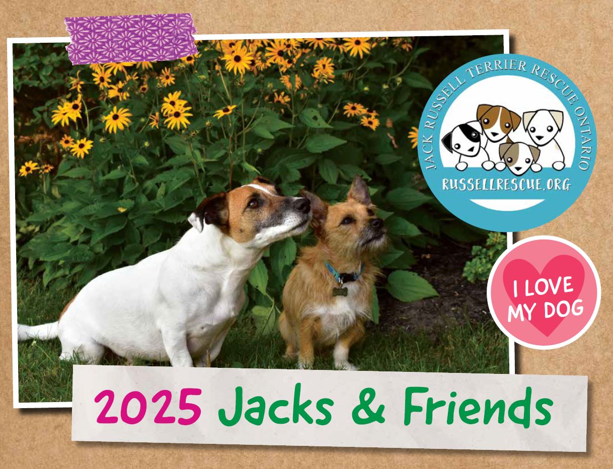Home - Jack Russell Terrier Rescue Ontario