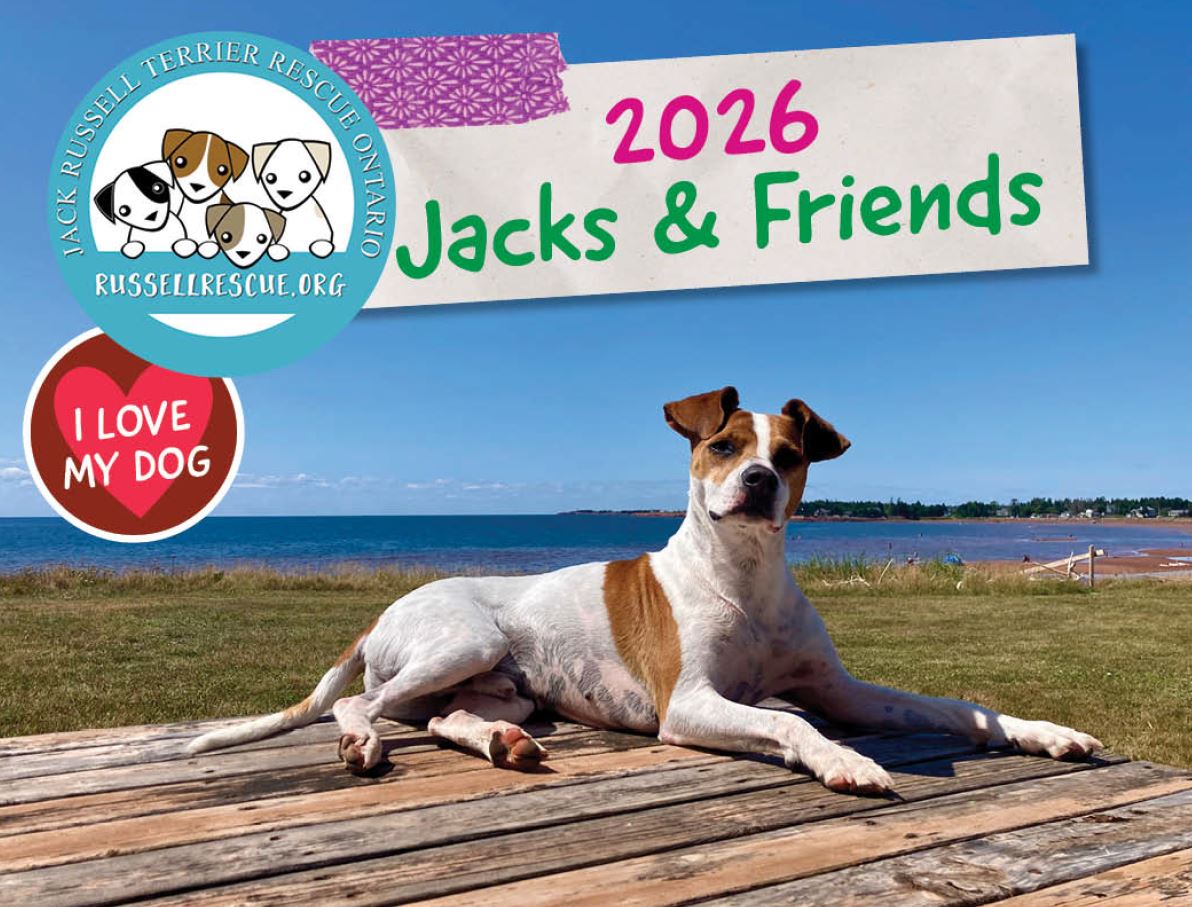 Home - Jack Russell Terrier Rescue Ontario